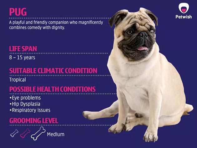 Spesifikasi Anjing Populer Di Indonesia - Anjing (Artikel Umum) - AnjingKita.Com